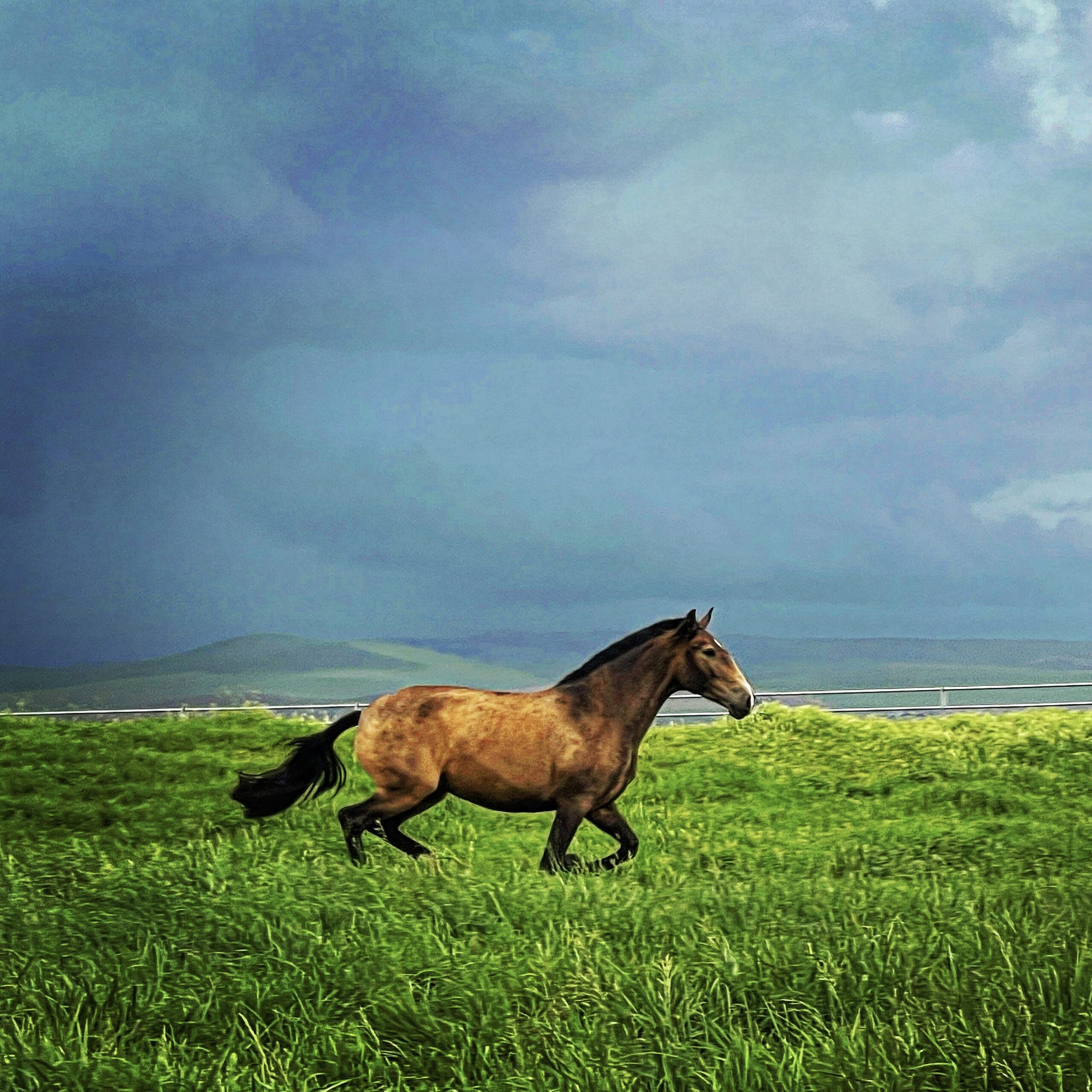 Wright Way Angus - Eastern Washington